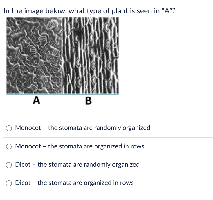 SOLVED: In the image below, what type of plant is seen in "A"? Monocot ...