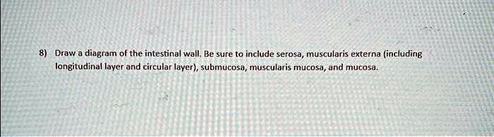 8) Draw a diagram of the intestinal wall. Be sure to include...
