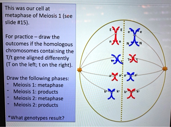 this was our cell at metaphase of meiosis 1 see slide 15 for practice ...