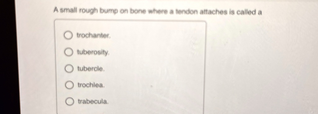 a small rough bump on bone where a tendon attaches is called a ...