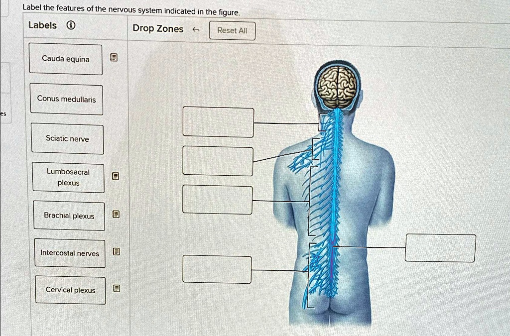 List the features of the nervous system indicated in the figure Label ...