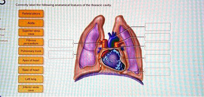 Correctly label the following anatomical features of the thoracic ...