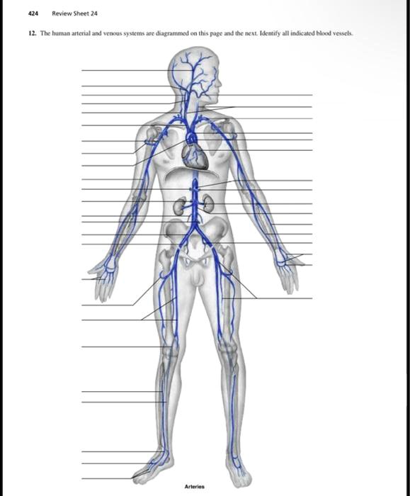 424 Review Sheet 24 12. The human arterial and venous systems are ...