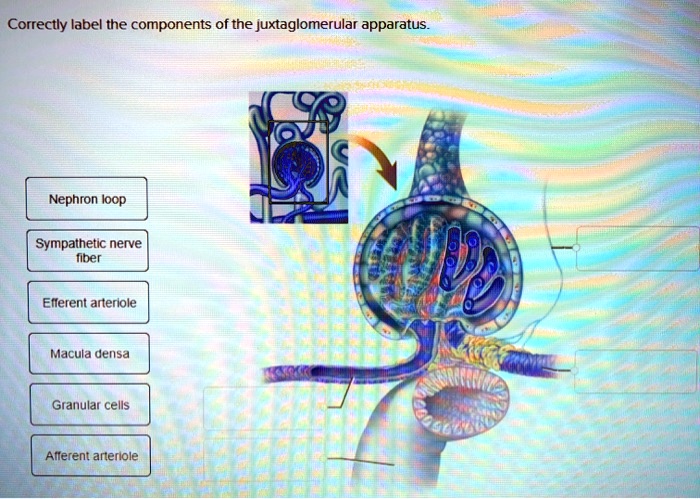 SOLVED: Correctly label the components of the juxtaglomerular apparatus ...