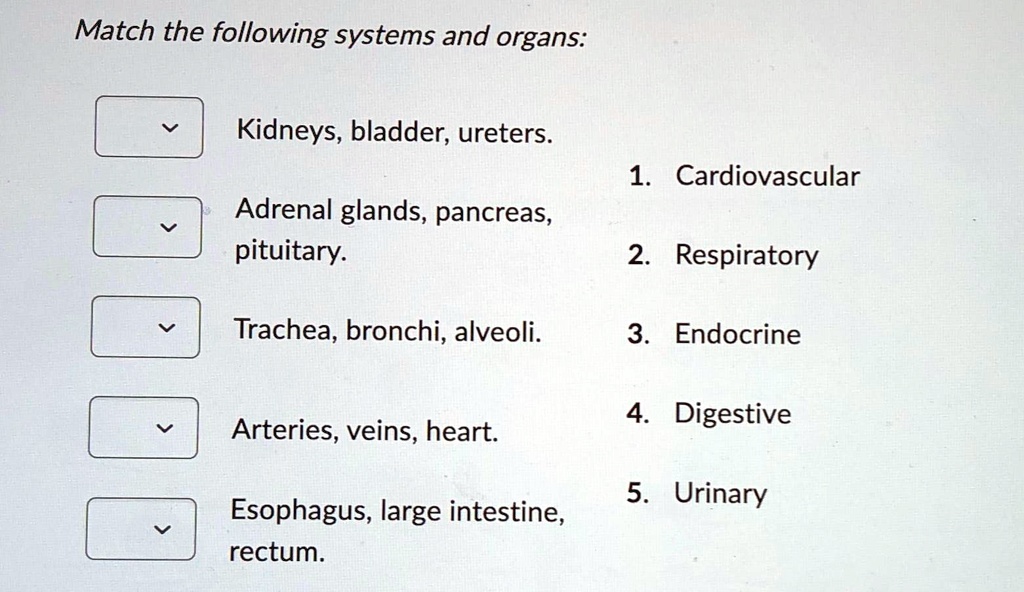 SOLVED: Match the following systems and organs: Kidneys, bladder, ureters. 1. Urinary Adrenal ...