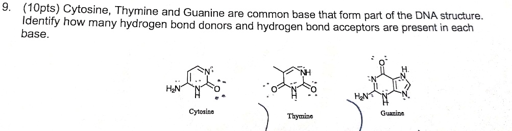 Hydrogen Bonds Between Guanine And Cytosine