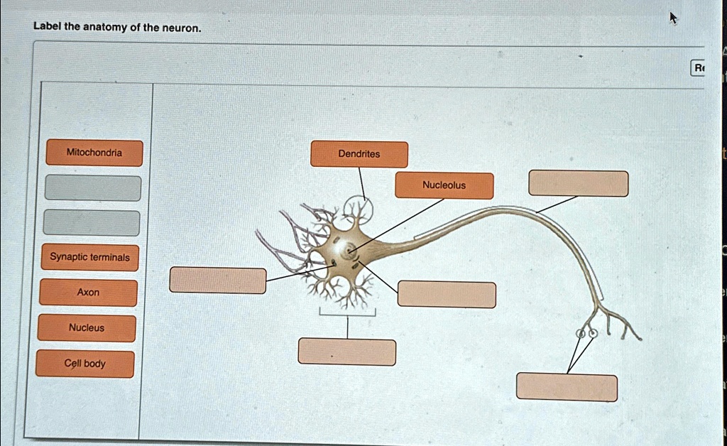 Label the anatomy of the neuron. Label the anatomy of the neuron. R ...