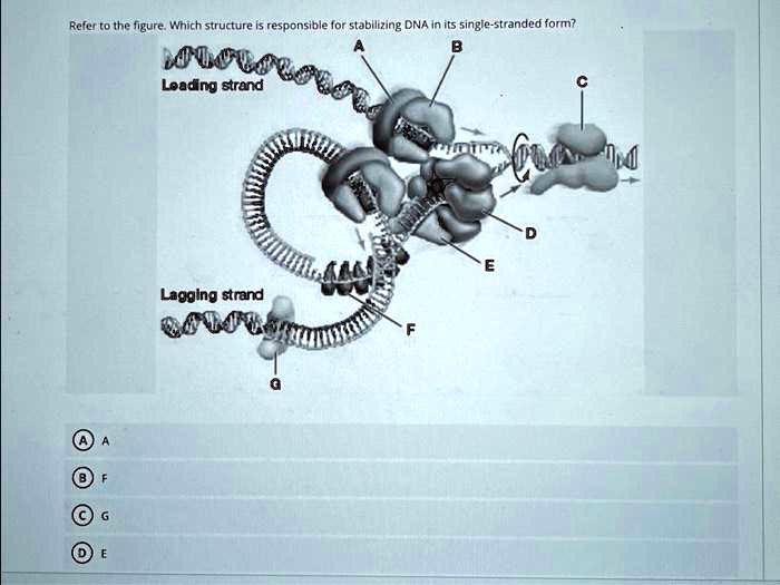 Refer to the figure. Which structure is responsible for stabilizing DNA ...