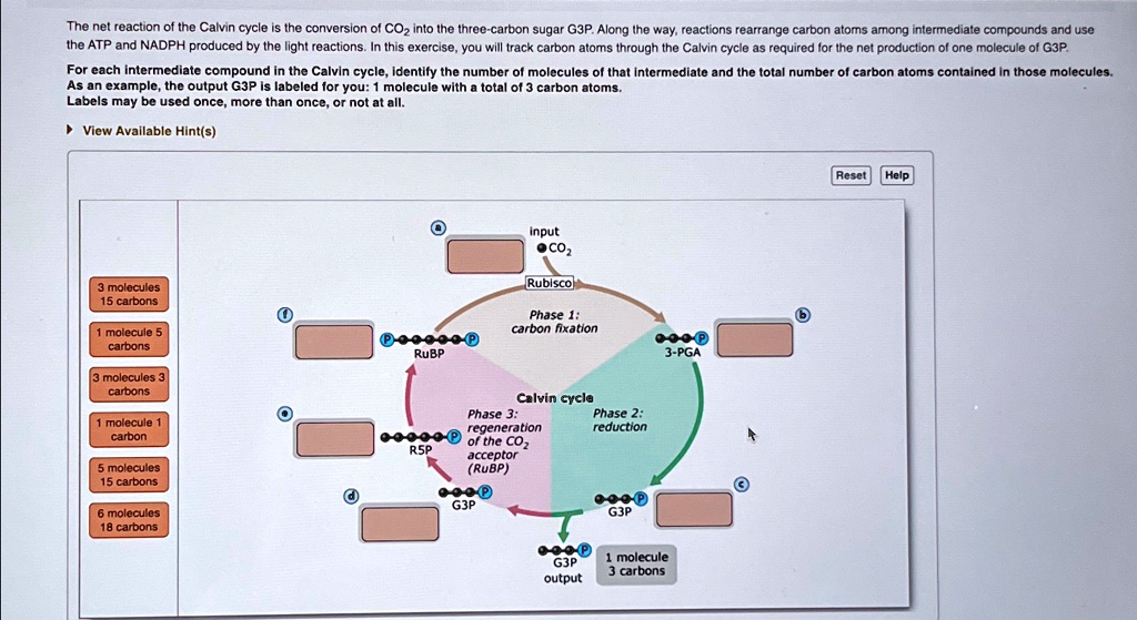 SOLVED: The net reaction of the Calvin cycle is the conversion of CO(2) into the three-carbon ...