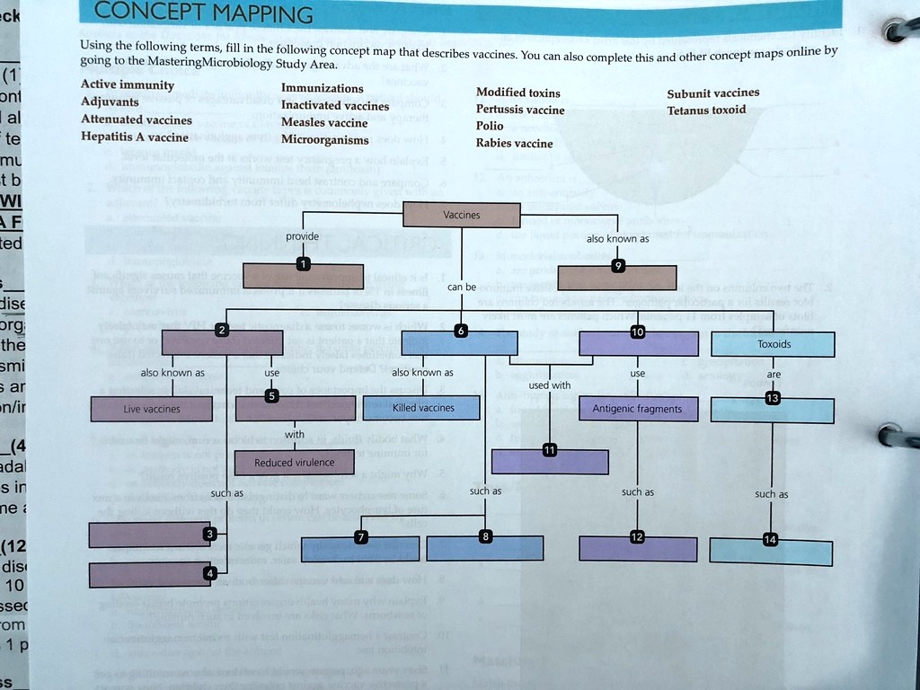 concept mapping using the following terms fill in the following concept ...