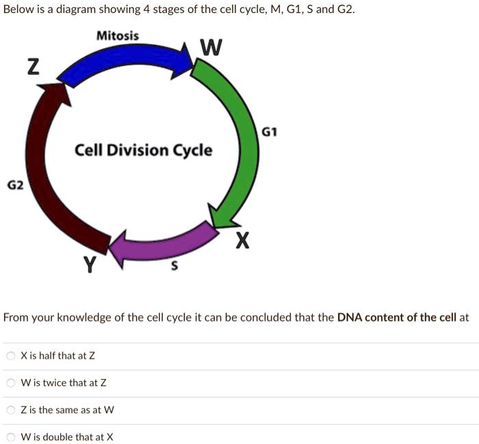 below is a diagram showing 4 stages of the cell cycle m g1 s and g2 ...