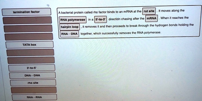 SOLVED: termInallon tactor bacterial protein called rho factor binds to ...