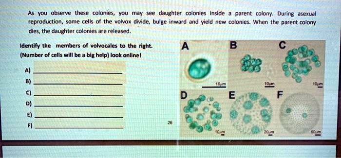 SOLVED: You observe these colonies; you may see daughter colonies ...