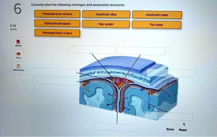 SOLVED: 6 Correctly label the following meninges and associated structures. Poriosteal layer of ...
