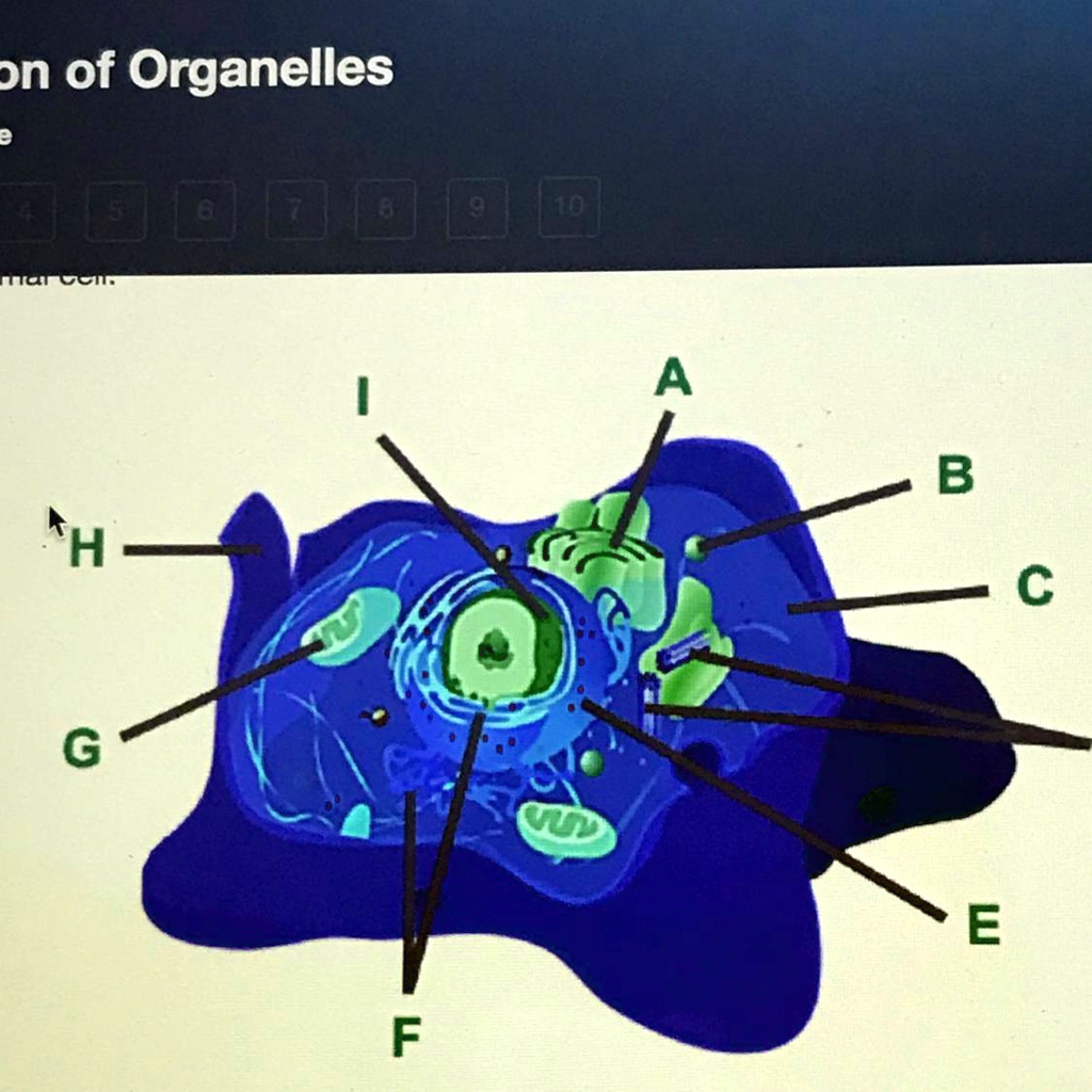 SOLVED: 'PART 1 which organelle is labeled A? a. mitochondrion b ...