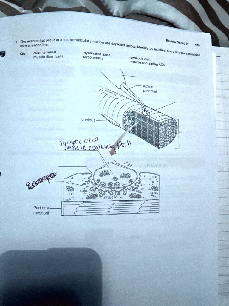 Review Sheet 11 129 7. The events that occur at a neuromuscular ...