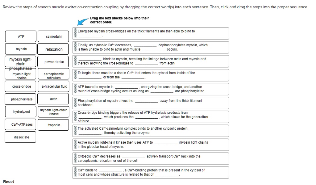 Review the steps of smooth muscle excitation-contraction coupling by ...