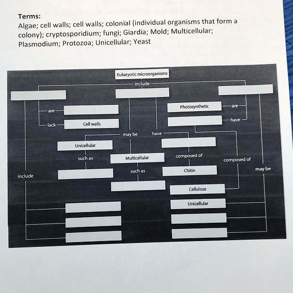 SOLVED: Terms: Algae; cell walls; cell walls; colonial (individual ...