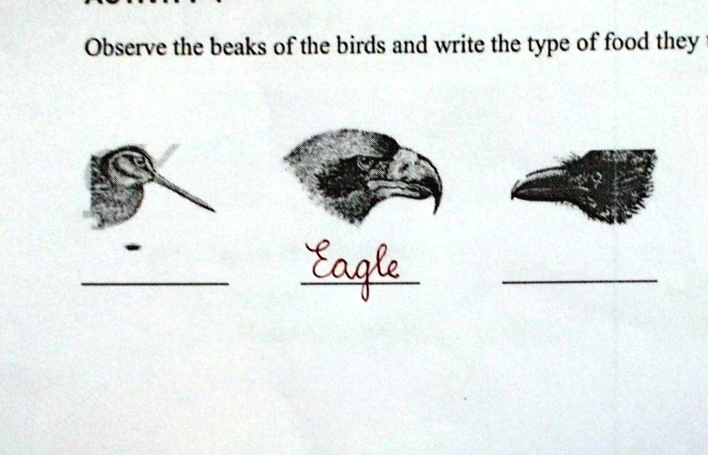 SOLVED: Observe the beaks of the birds and write the type of food they ...