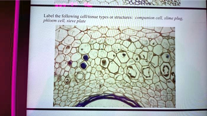 SOLVED: Label the following cell/tissue types or structures: companion ...