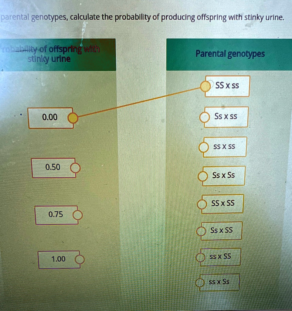 parental genotypes calculate the probabllity of producing offspring ...
