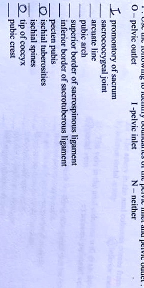 SOLVED: Ischial spines, pecten pubis, arcuate line, sacrococcygeal ...