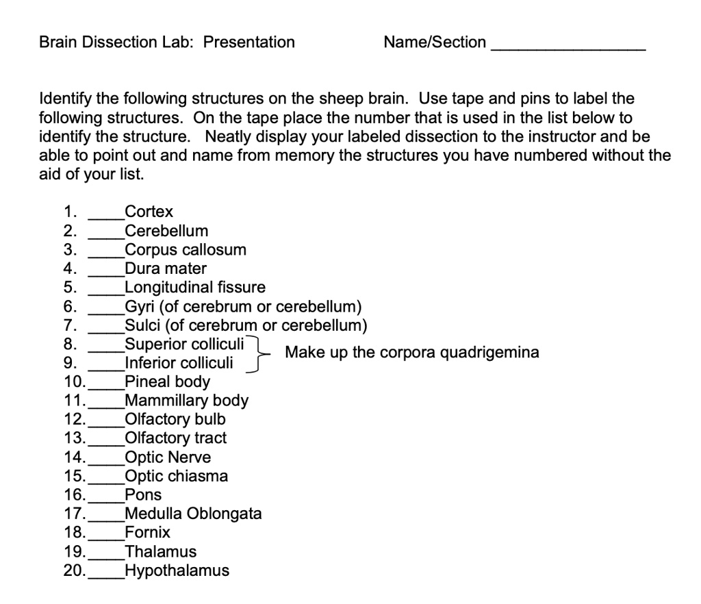 SOLVED: Brain Dissection Lab: Presentation Name/Section Identify the ...