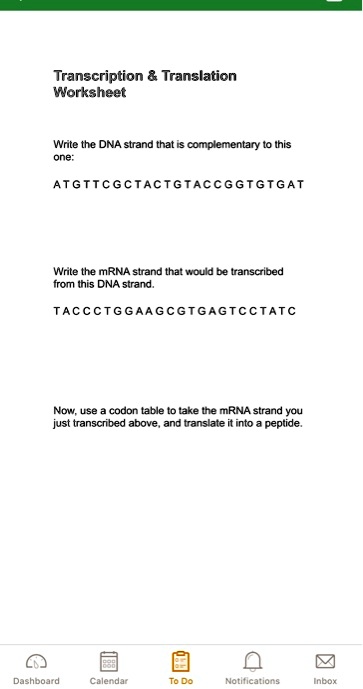 SOLVED: Transcription Translation Worksheet Write the DNA strand that ...