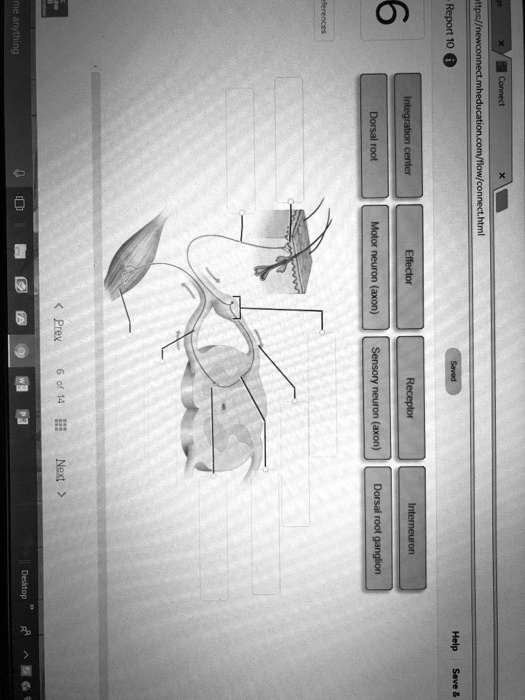 SOLVED: Text: Click and drag the labels of the components of a three-neuron reflex arc to the ...