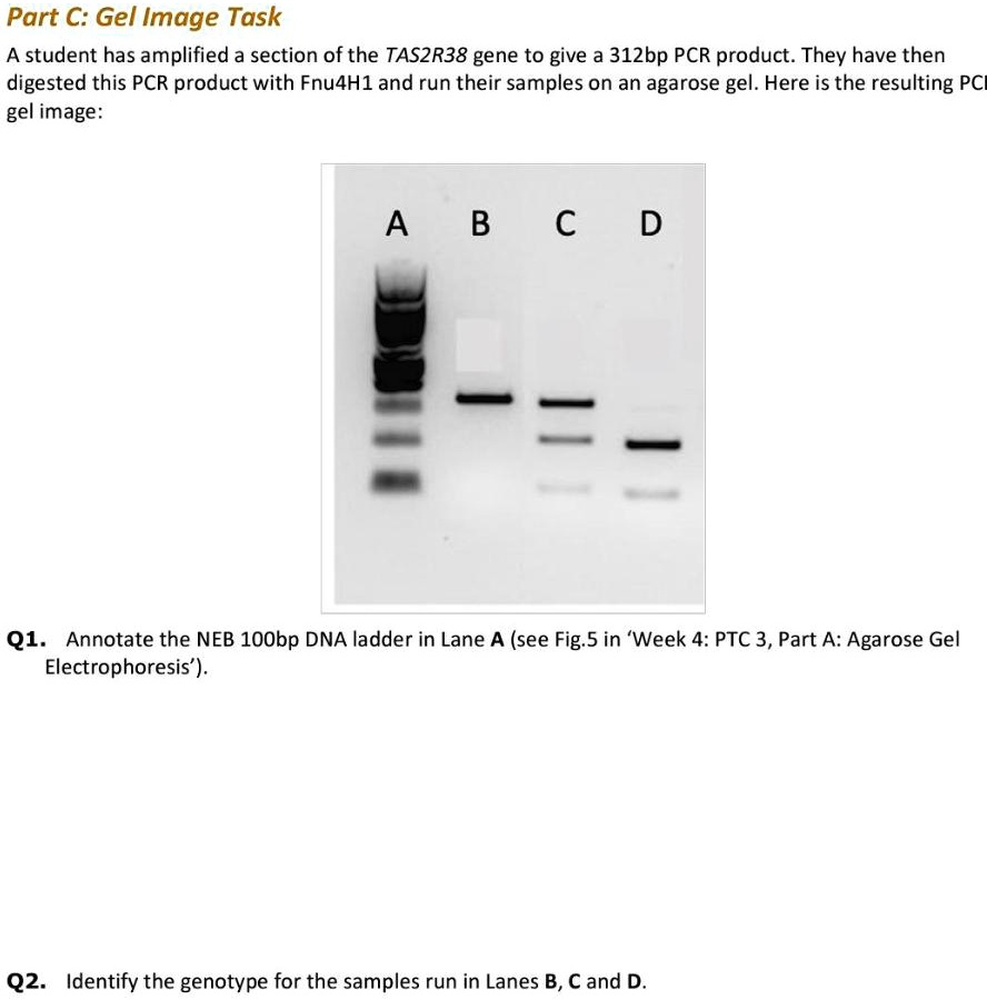 [GET ANSWER] Part C: Gel Image Task A student has amplified a section ...