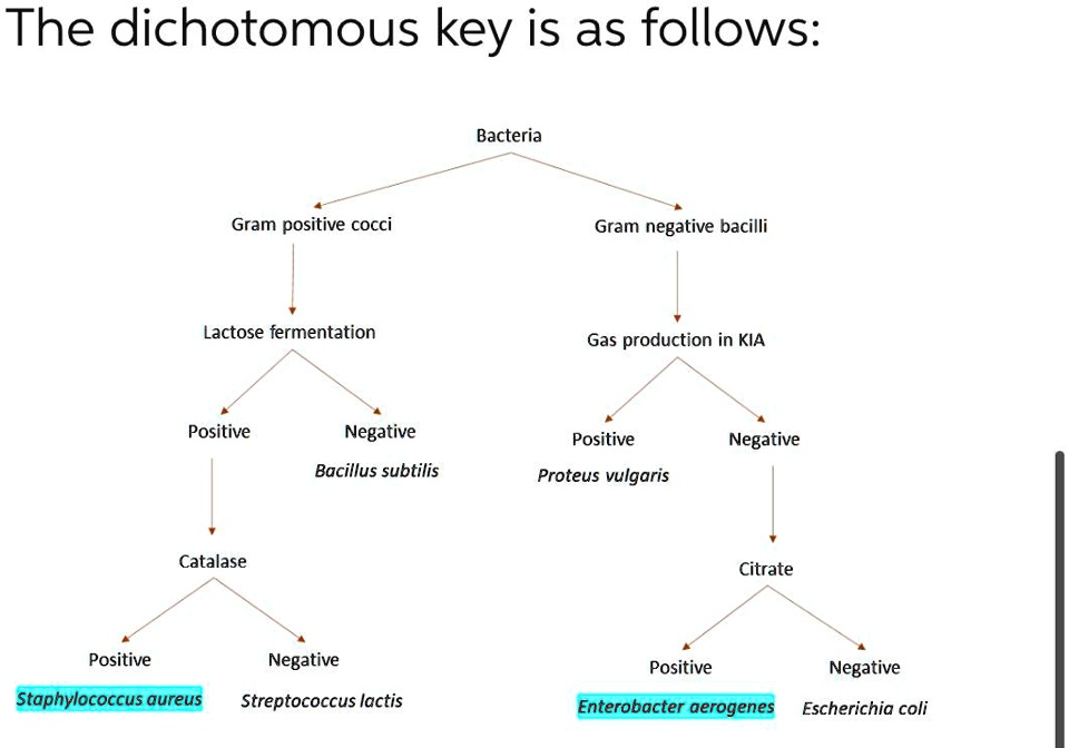 The dichotomous key is as follows: Gram positive cocci Lactose ...