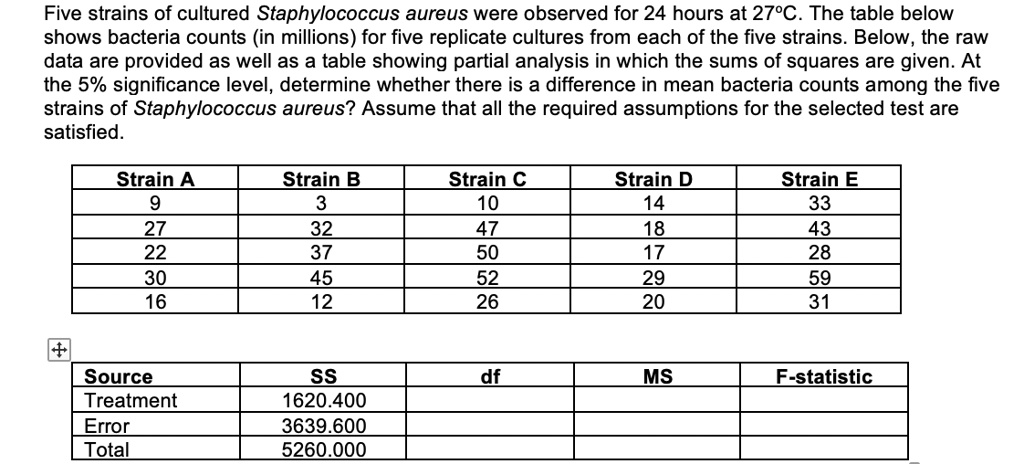 Solved Five Strains Of Cultured Staphylococcus Aureus Were Observed