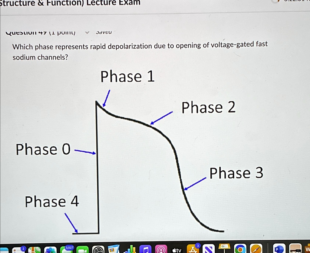 Solved Which Phase Represents Rapid Depolarization Due To Opening Of