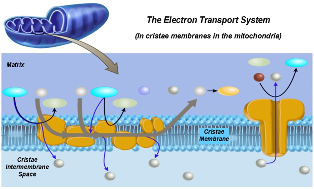 SOLVED: The Electron Transport System (In cristae membranes in the ...