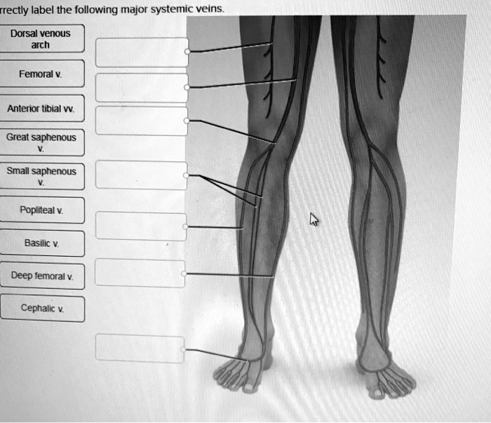 rrectly label the following major systemic veins. Dorsal venous arch ...