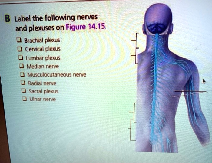 8 label the following nerves and plexuses on figure 1415 brachial ...