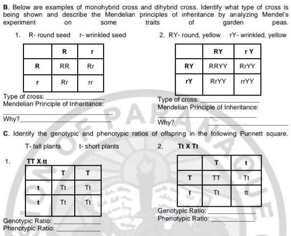 SOLVED: Below are examples of monohybrid cross and dihybrid cross. Identify what type of cross ...