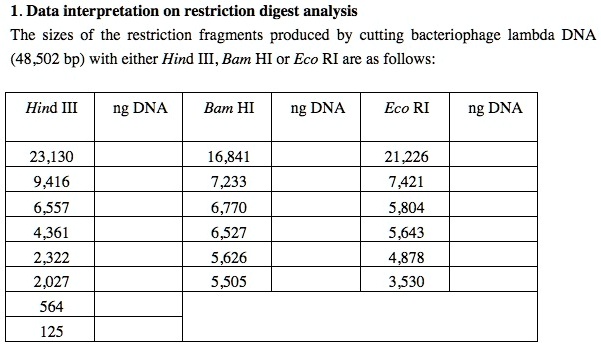 1 data interpretation on restriction digest analysis the sizes of the restriction fragments ...