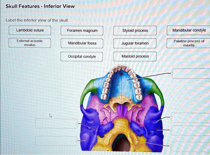 Skull Features - Inferior View Label the inferior view of the skull ...