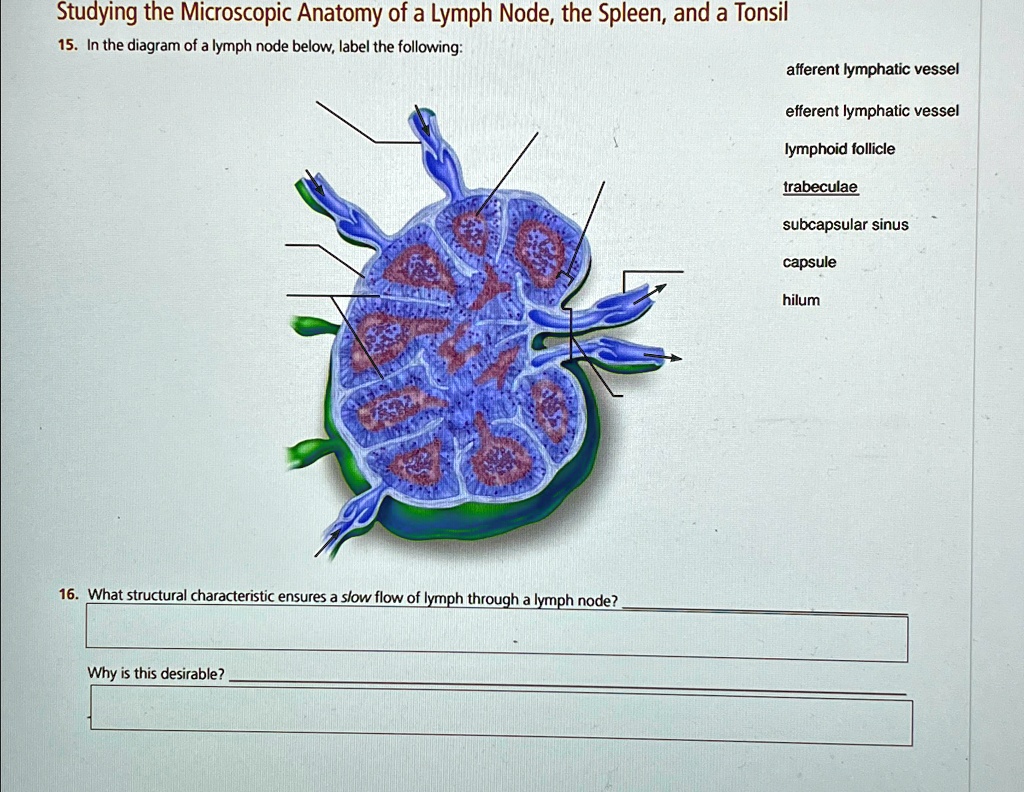 studying the microscopic anatomy of a lymph node the spleen and a ...