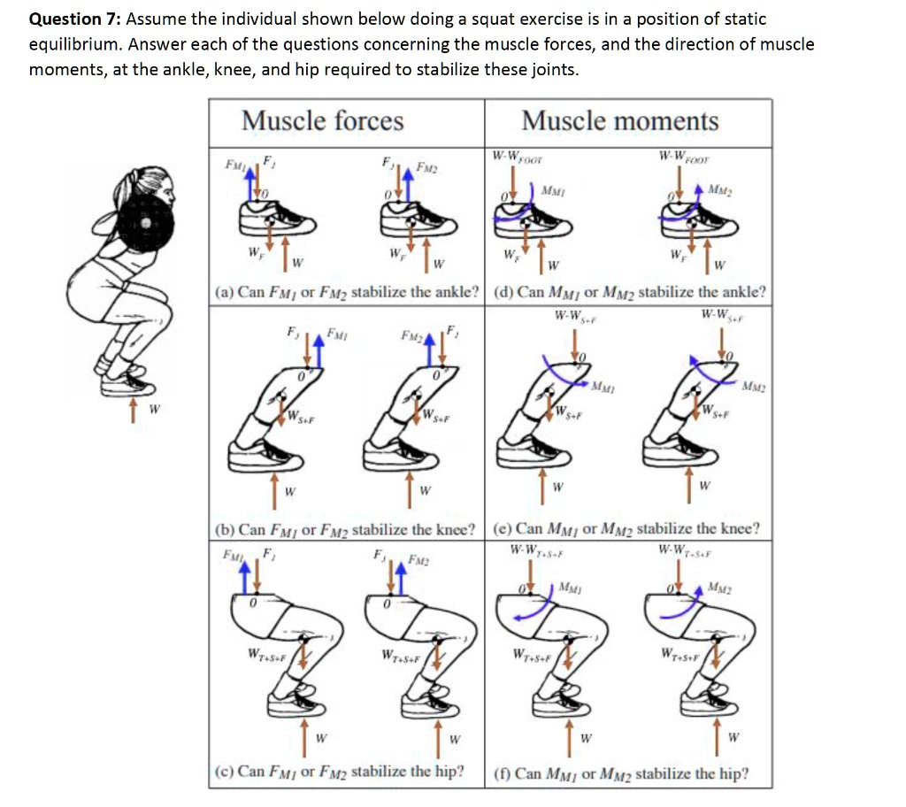 SOLVED: Question 7: Assume the individual shown below doing a squat ...
