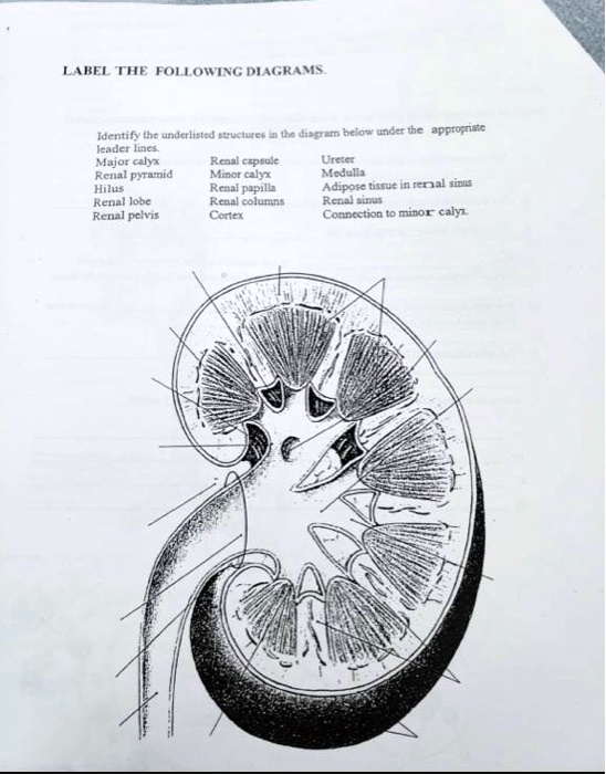 label the following diagrams identify the underlisted structures in the ...