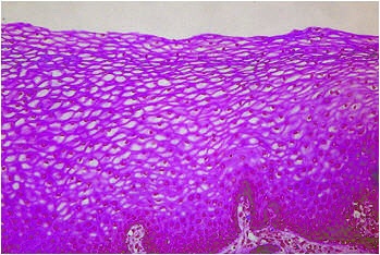 SOLVED: The image below shows a type of human tissue. What is its ...