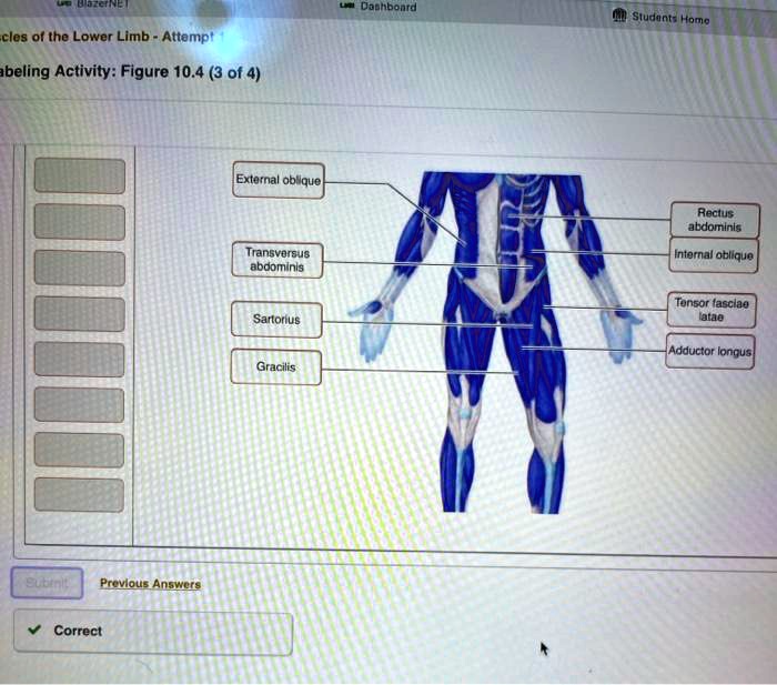 SOLVED: Here's the correct answer: All Students Home Muscles of the Lower Limb - Attempt ...