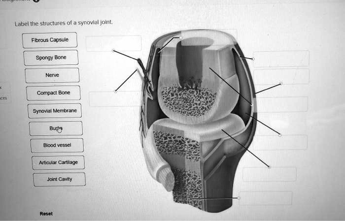 label the structures of a synovial joint fibrous capsule spongy bone ...