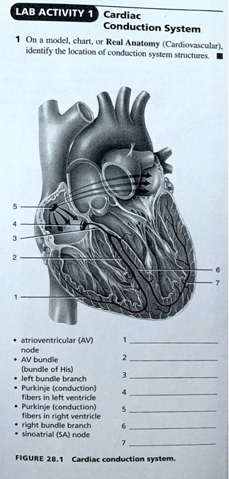 LAB ACTIVITY 1 Cardiac Conduction System 1 On a model, chart, or Real ...