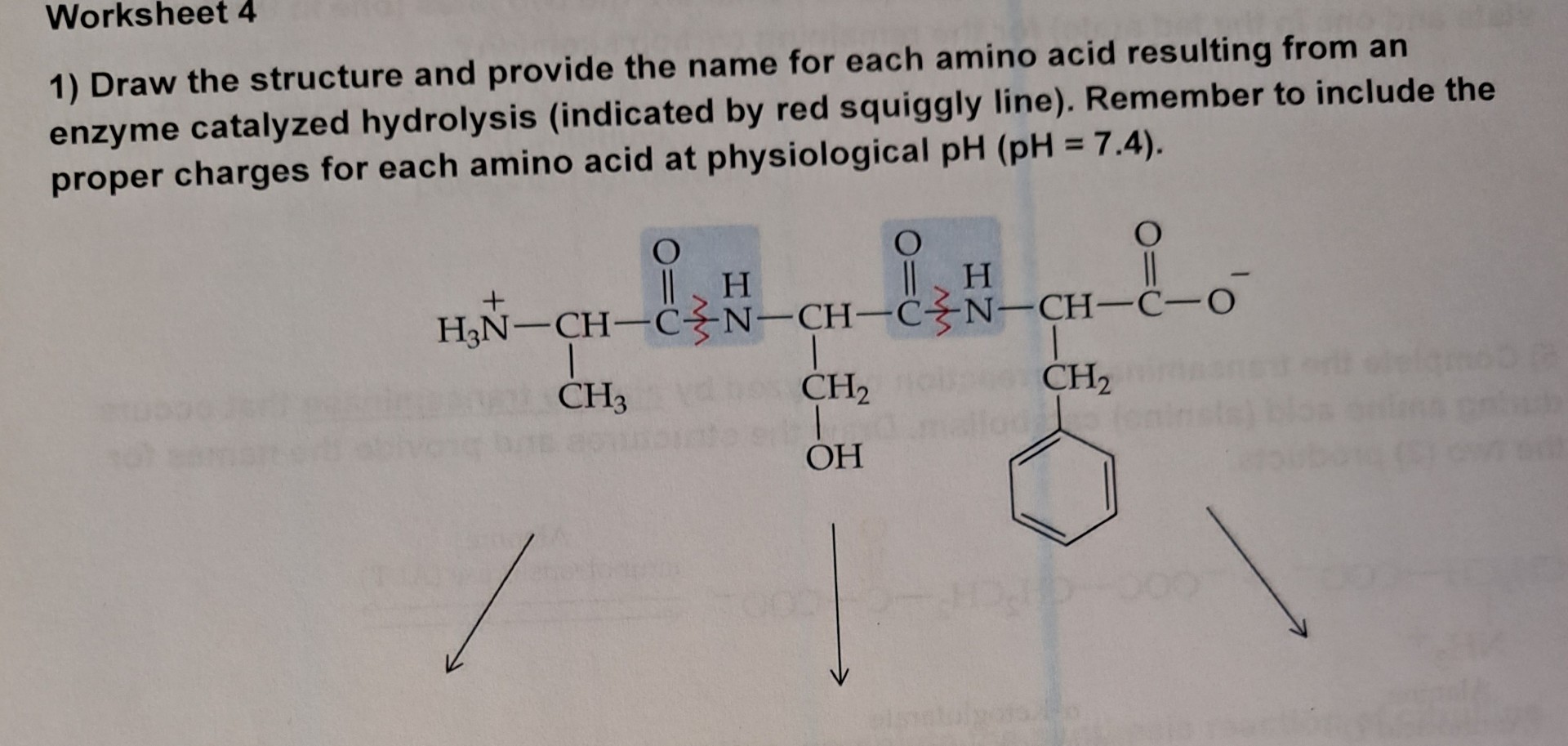 Worksheet 4 1) Draw the structure and provide the name for each amino ...