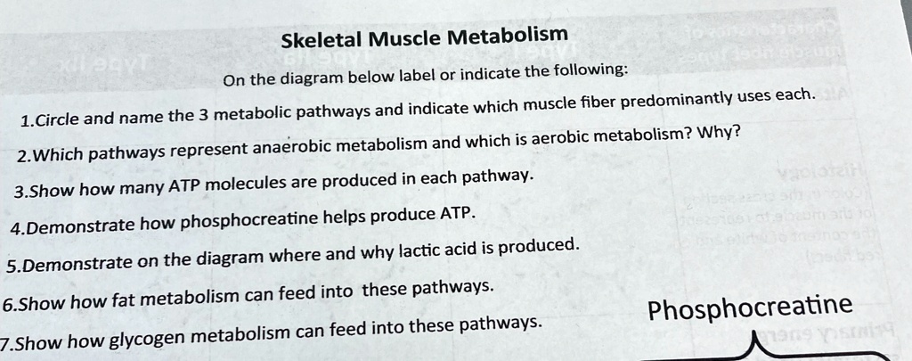 Skeletal Muscle Metabolism On the diagram below label or indicate the ...