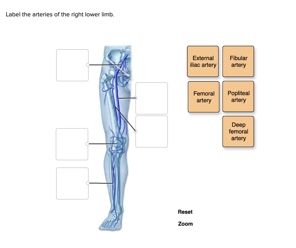 label the arteries of the right lower limb external iliac artery reset zoom femoral artery ...