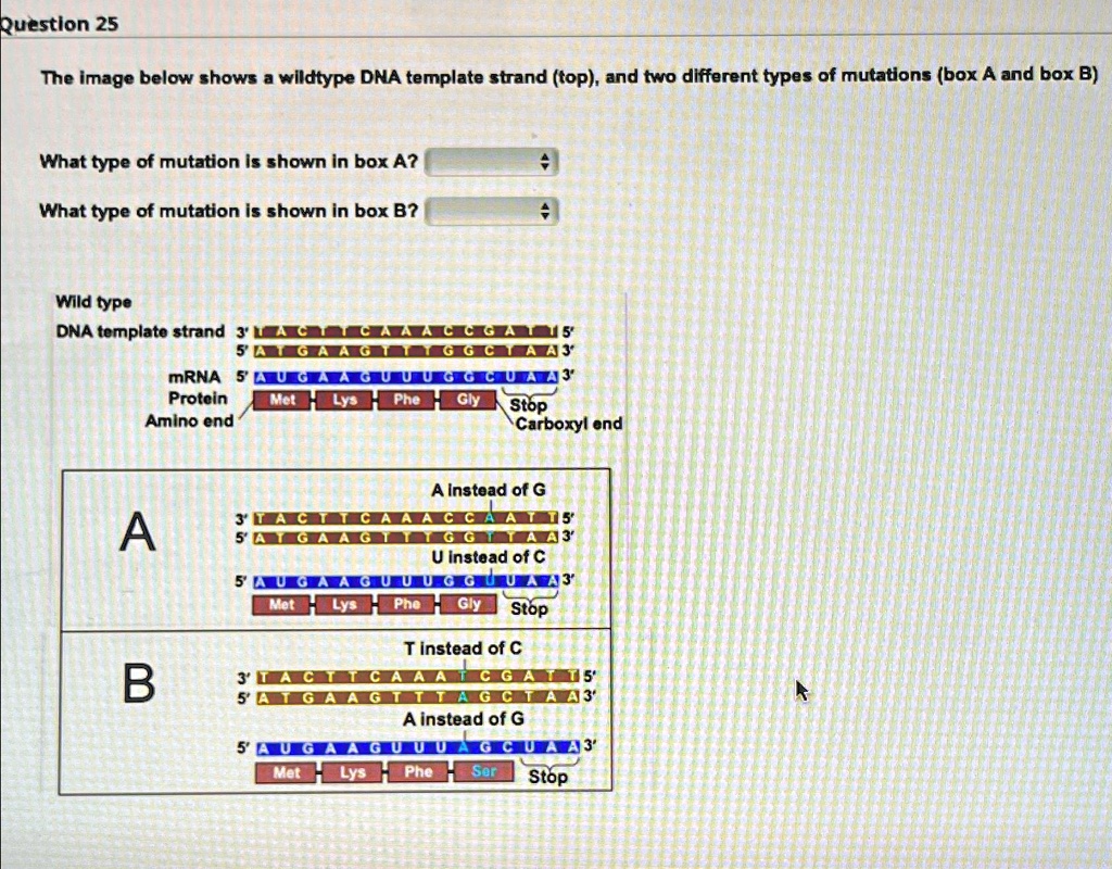 Question 25 The image below shows a wildtype DNA template strand (top ...